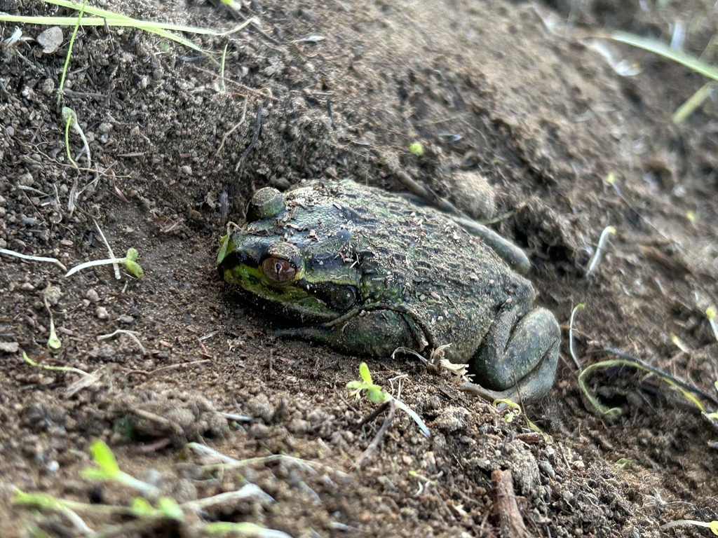 Helmeted Water Toad in May 2023 by Seleny.Yneles · iNaturalist
