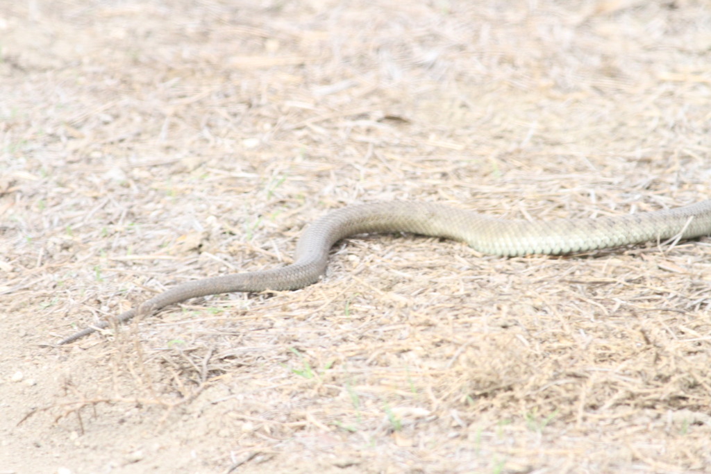 Tiger Snake from Macorna North VIC 3568, Australia on April 28, 2023 at ...