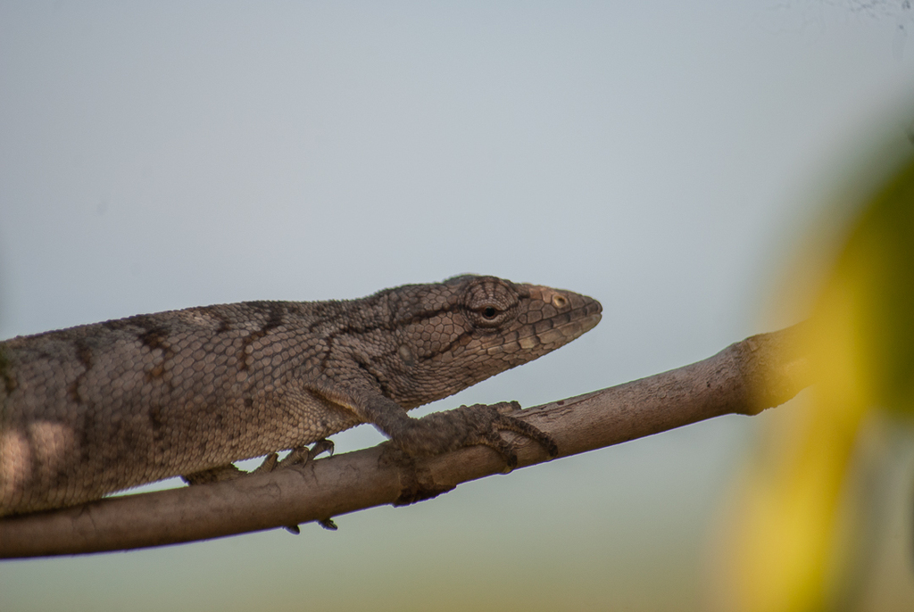 Brazilian Monkey Lizard from Marituba do Peixe, Penedo - AL, 57200-000 ...