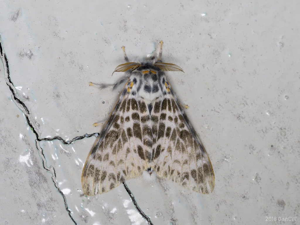 Lymantria from The Nest Maxwell Hill, Perak, Malaysia on March 4, 2018 ...