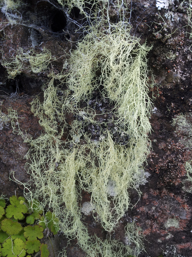 Green Hair Lichen (Fungi of southern Africa) · iNaturalist