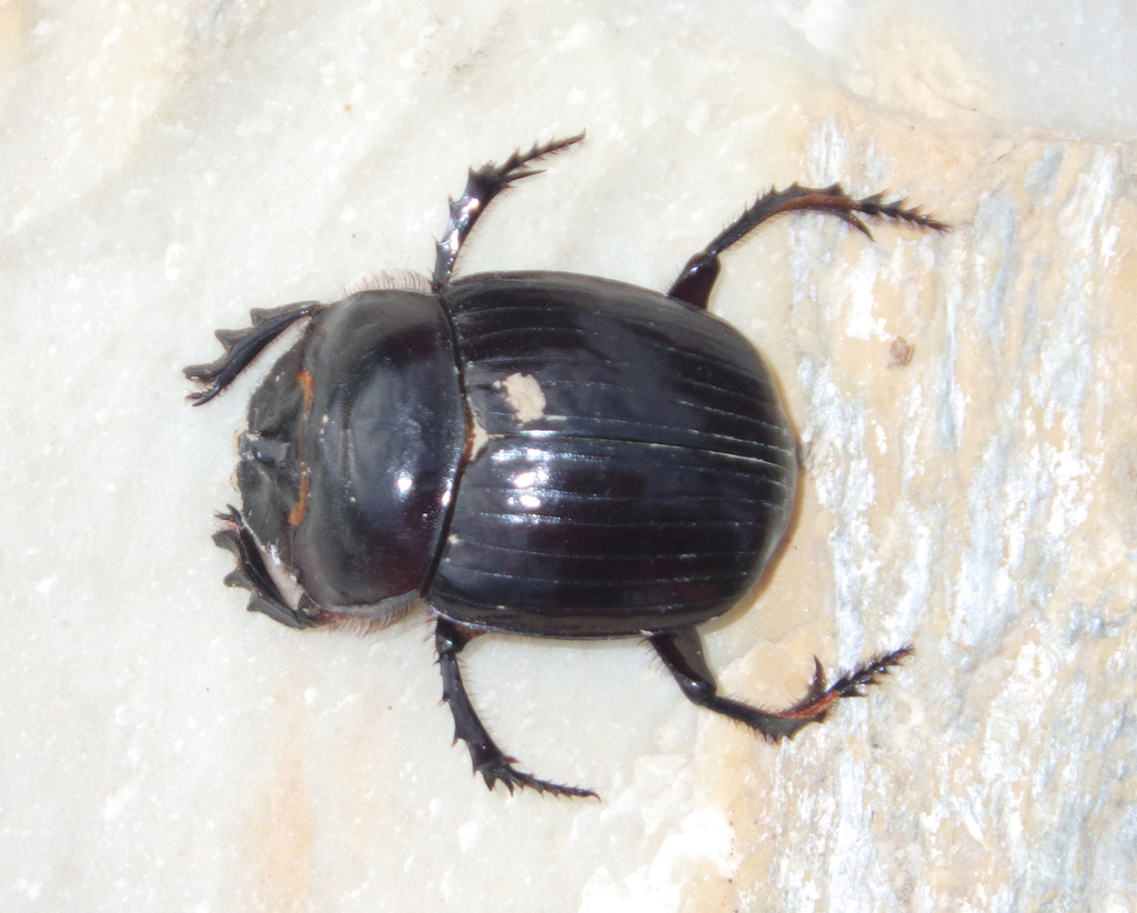 Synapsis tmolus from Bostanlik District, Usbekistan on May 21, 2023 at ...