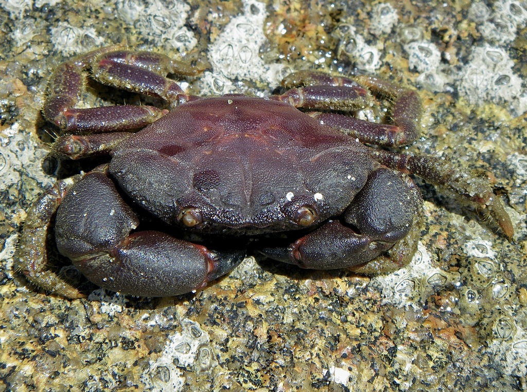 Iron crab from Gabo Island (Unincorporated), VIC, Australia on January ...