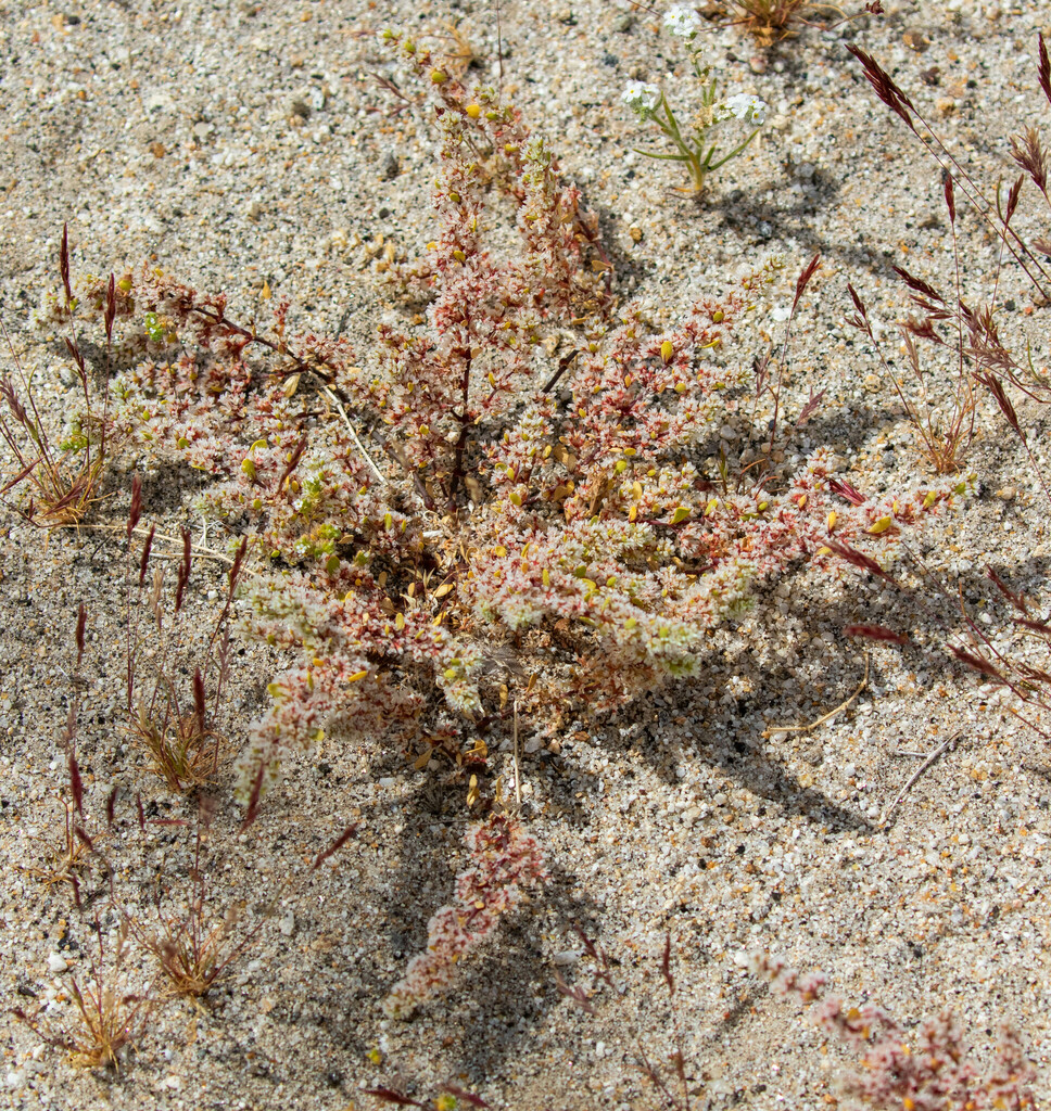 Frost Mat from San Diego County, CA, USA on April 8, 2023 at 09:22 AM ...