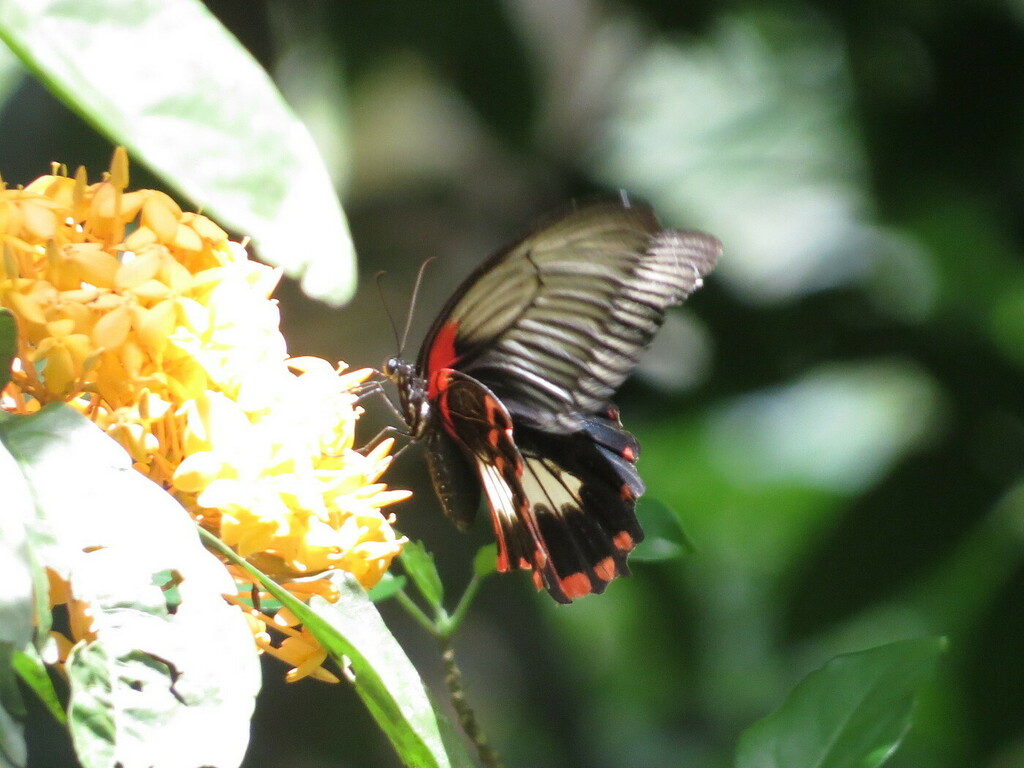 Scarlet Mormon Swallowtail from Virginia, Diwan, 99P7+QP6, Dipolog City ...