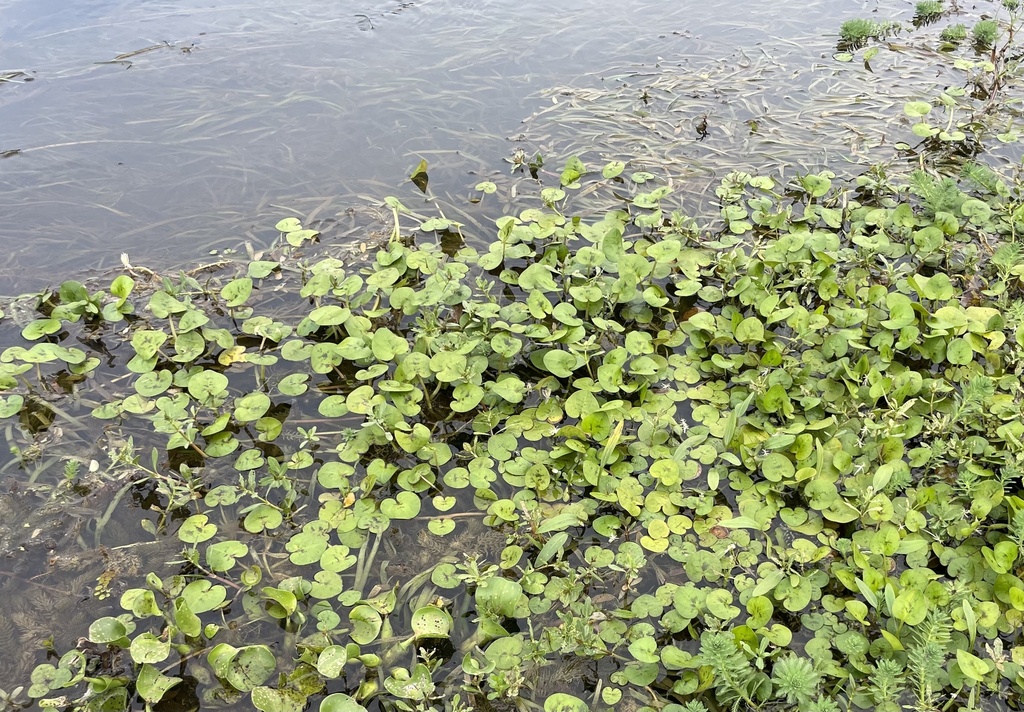 American frogbit from Hoffer Ave NW, Palm Bay, FL, US on May 21, 2023 ...