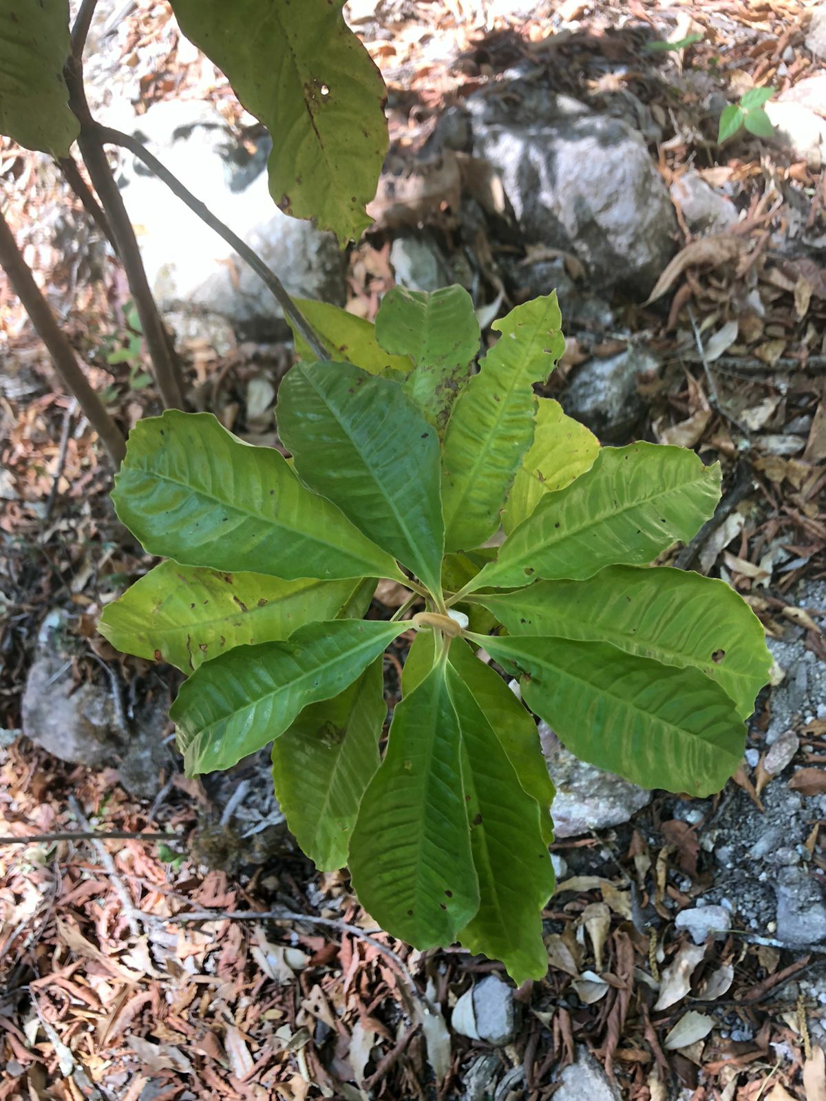 Parathesis (A.DC.) Hook.fil.