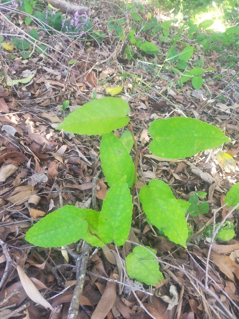 Kangaroo Vine from Iluka NSW 2466, Australia on May 22, 2023 at 01:40 ...