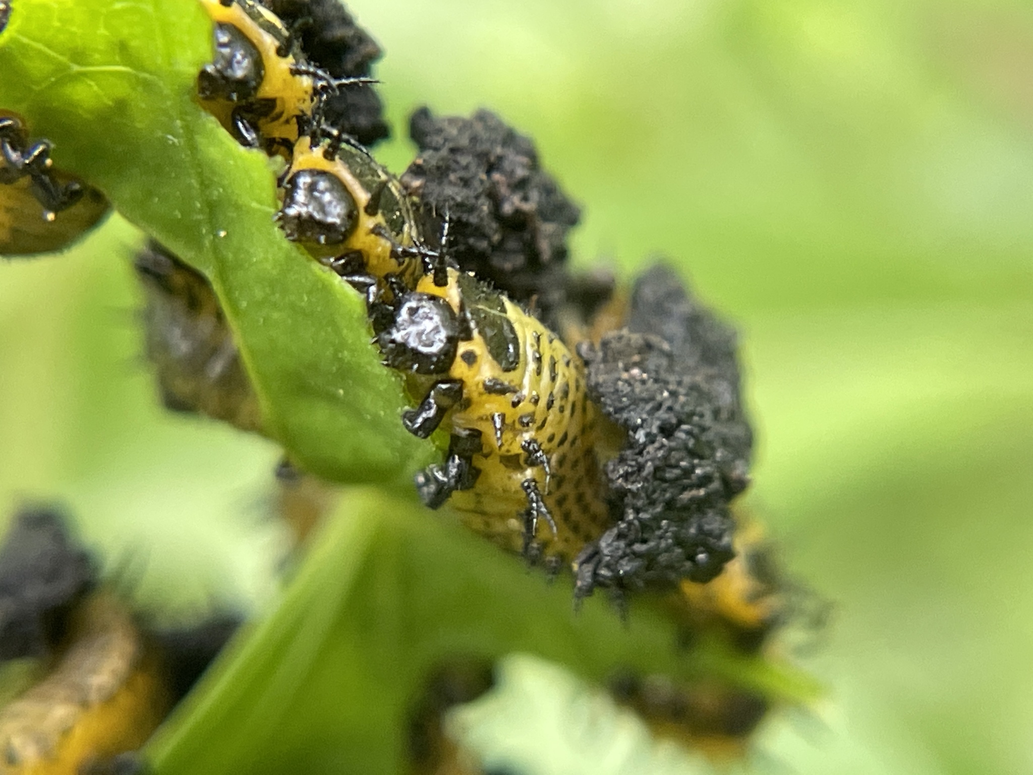 Chelymorpha cassidea (Fabricius, 1775)
