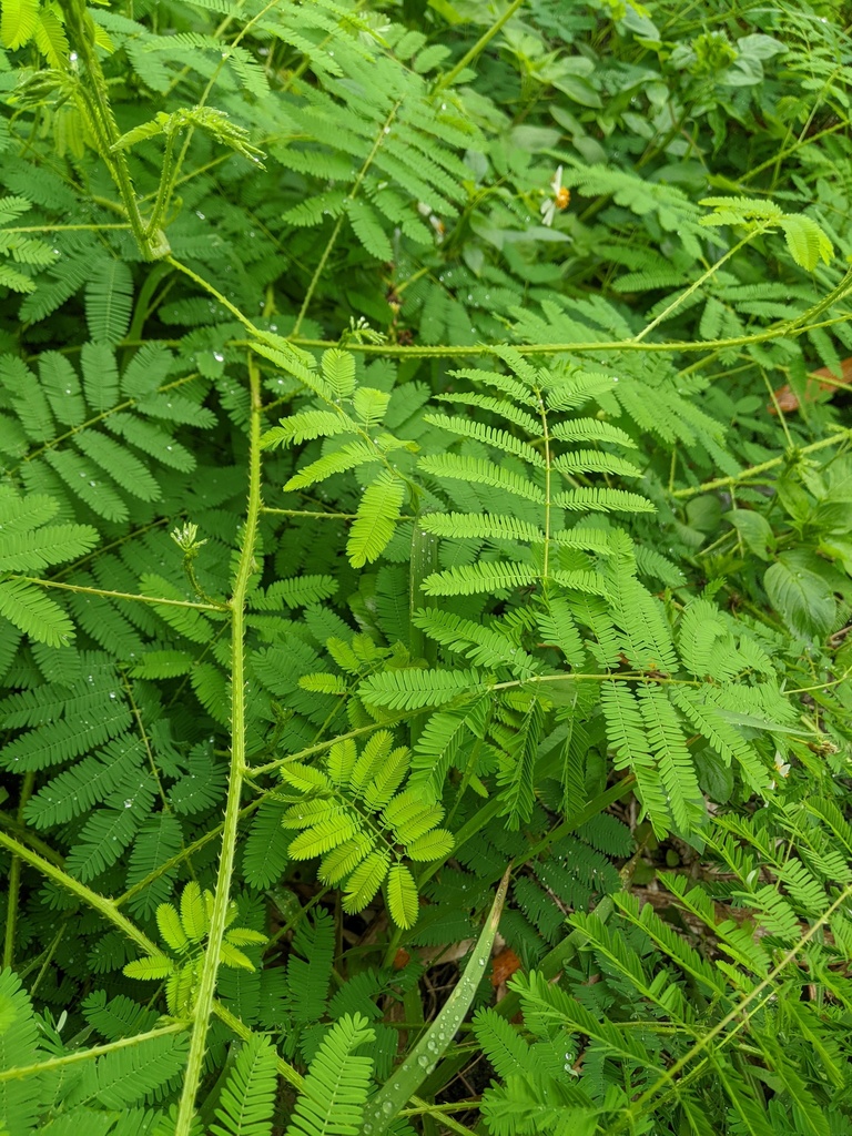 giant false sensitive plant from 台灣花蓮縣 on May 15, 2023 at 11:02 AM by ...