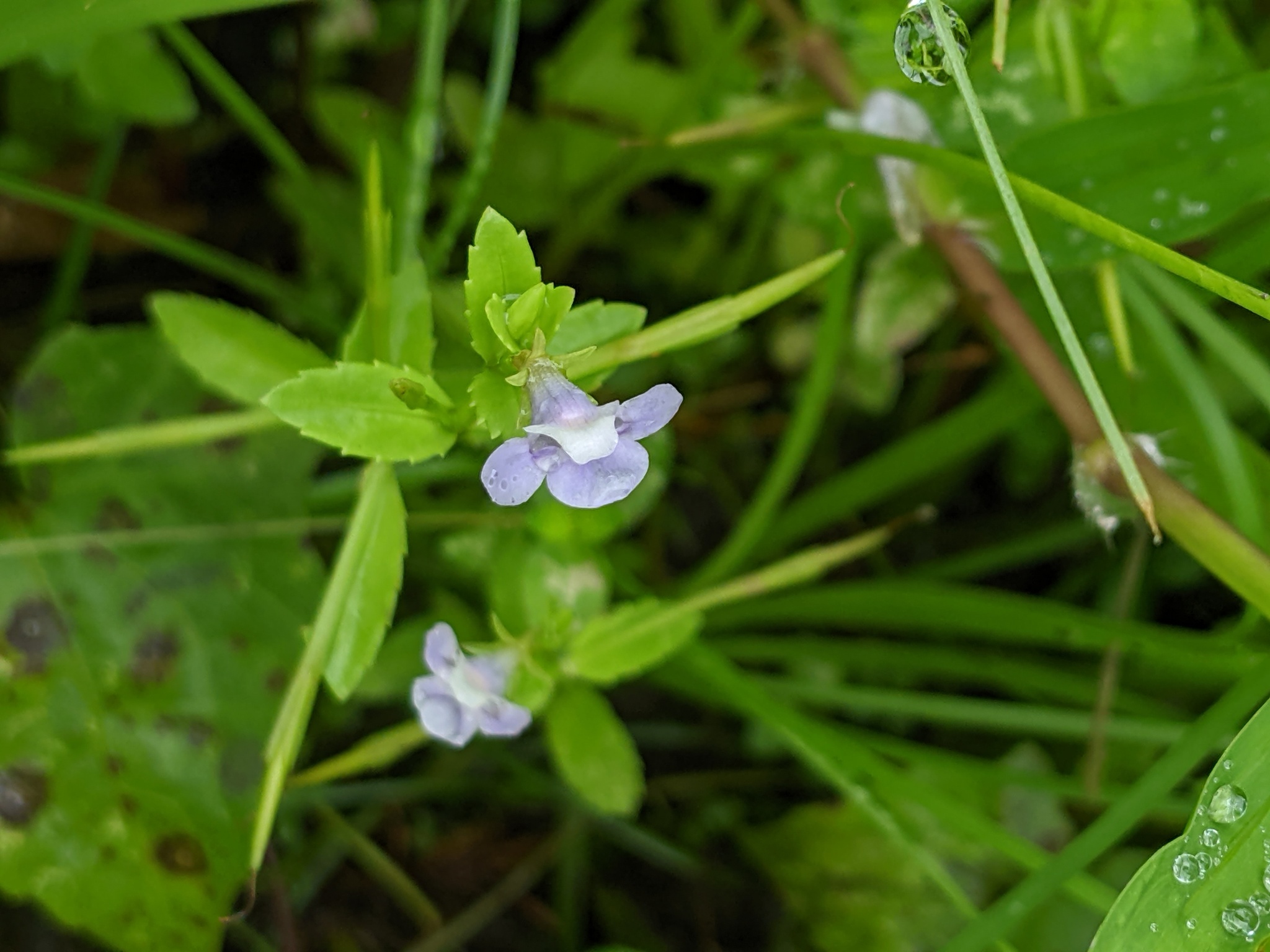 Bonnaya antipoda (L.) Druce