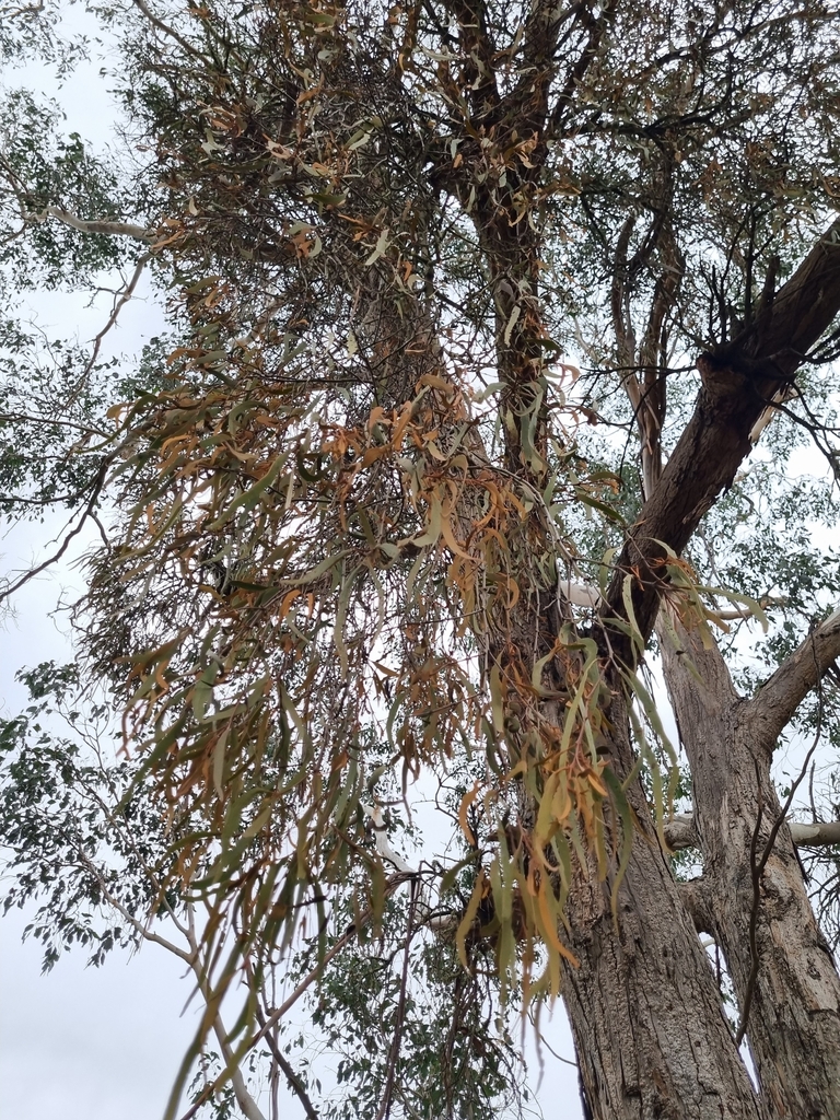 drooping mistletoe from Mount Martha VIC 3934, Australia on May 22 ...