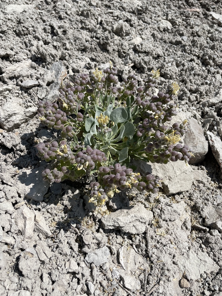 Double Bladderpod from Fruita, CO, US on May 21, 2023 at 10:22 AM by ...