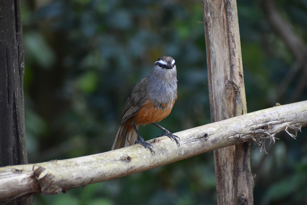 Palani Laughingthrush in April 2023 by pm_1947 · iNaturalist
