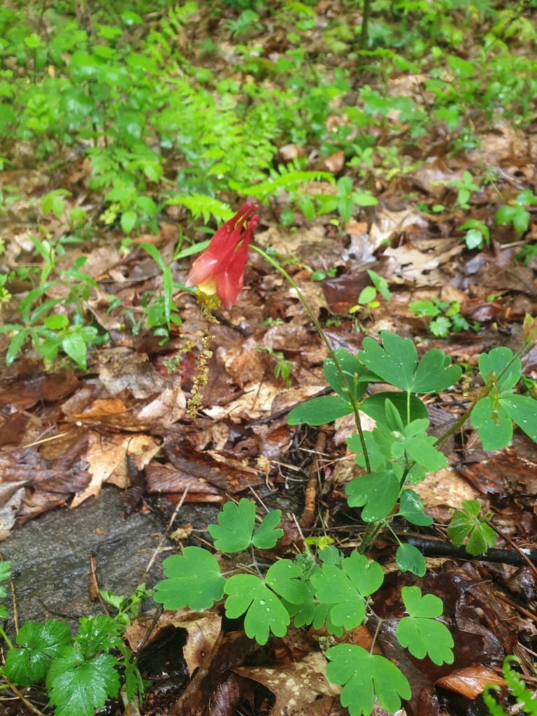 red columbine from District de Limbour, Gatineau, QC, Canada on May 20 ...
