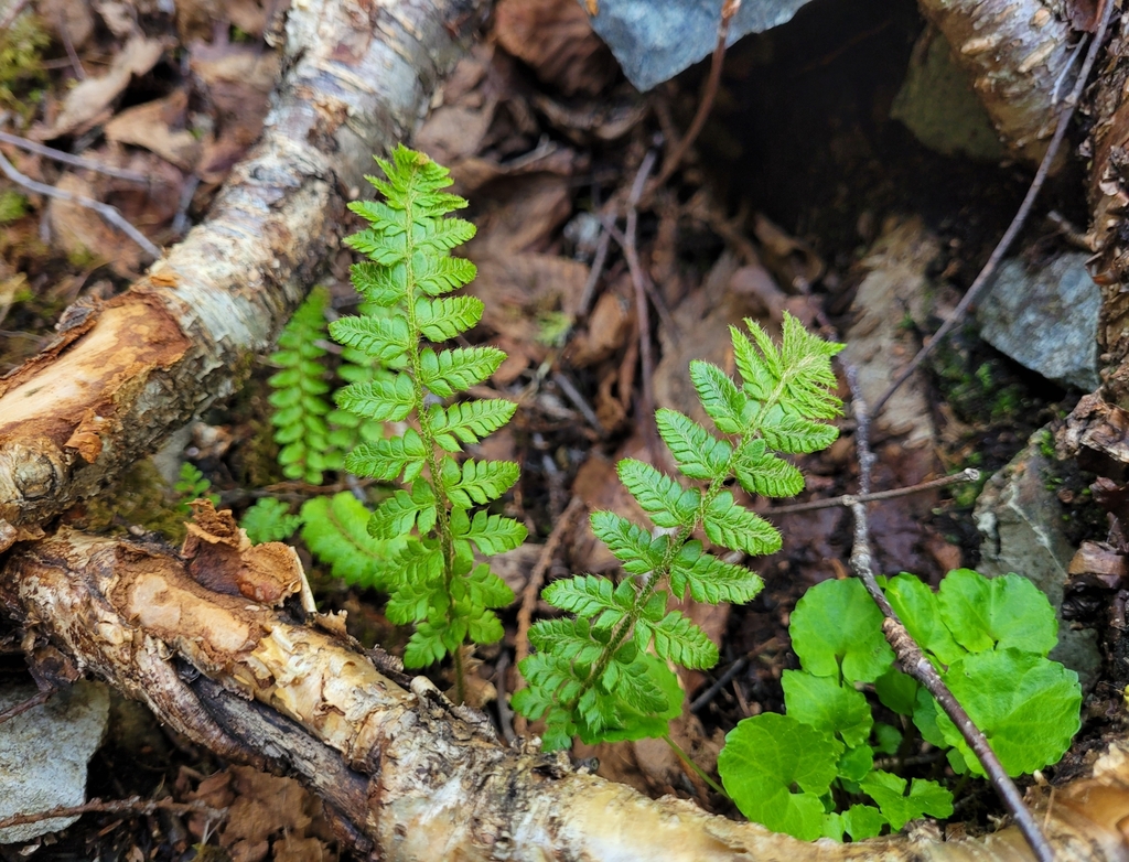 Braun's holly fern from Patten, ME 04765, USA on May 21, 2023 at 04:49 ...