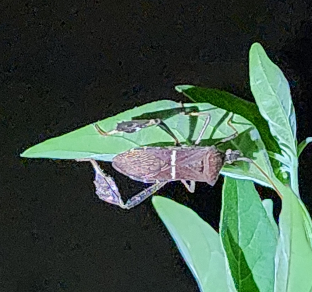 Eastern Leaf-footed Bug from Pasadena, TX 77505, USA - My Backyard on ...