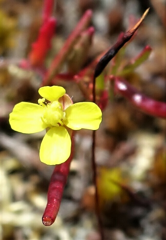 plains evening primrose from Jefferson County, WA, USA on May 23, 2020 ...