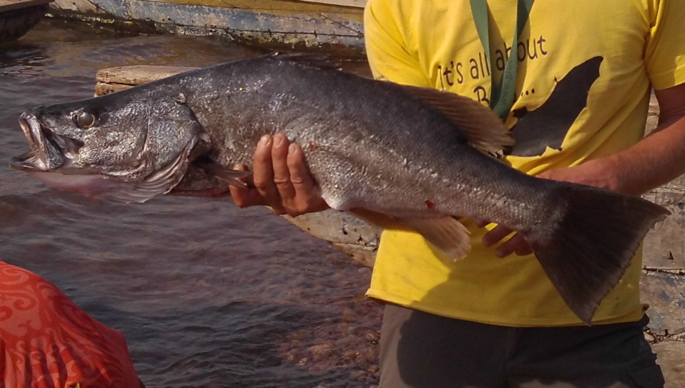 Lates in September 2018 by Joachim Louis · iNaturalist