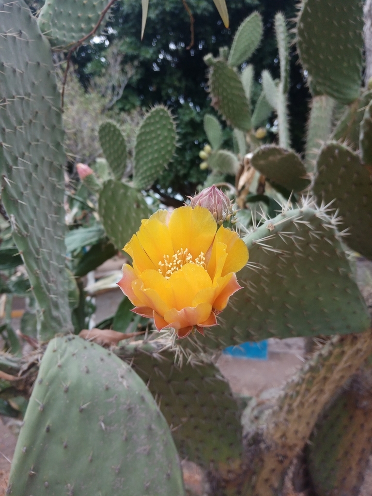 Opuntia joconostle from San Pablo, León, Gto., México on May 20, 2023 ...