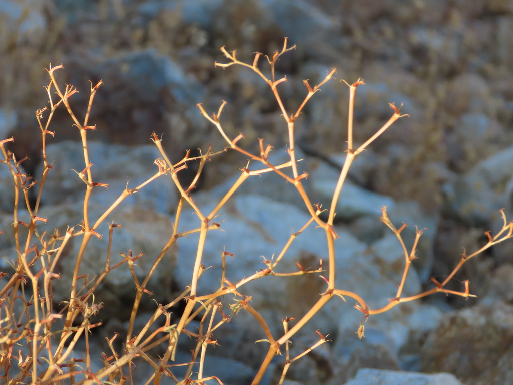Brittle Spineflower from Palm Springs, CA, USA on May 20, 2023 at 07:31 ...