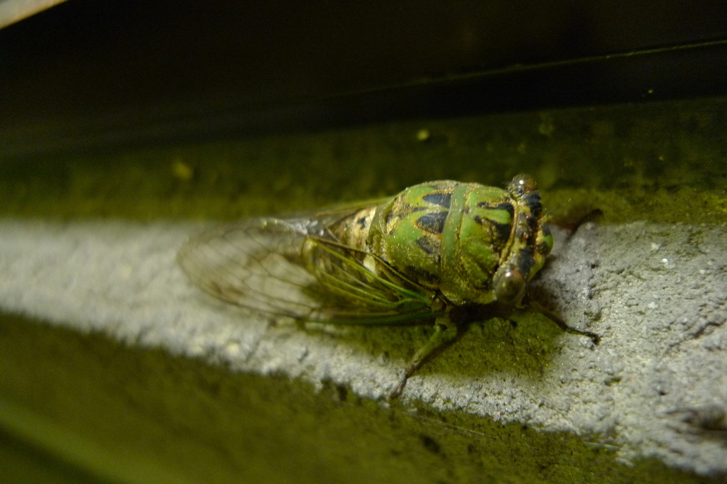 Scissor Grinder (The Singing Insects of Lincoln, Nebraska) · iNaturalist