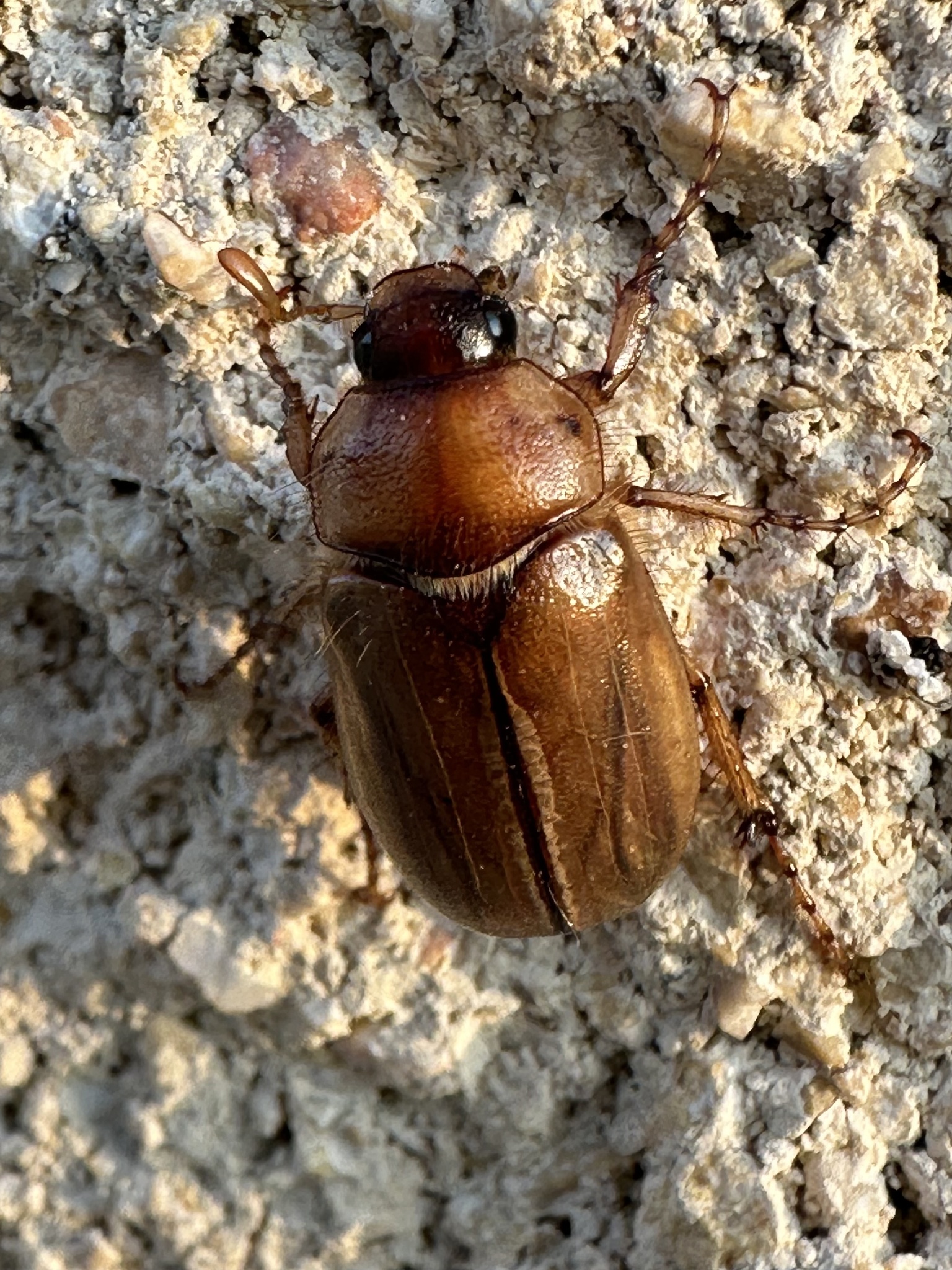 Amphimallon solstitiale (Linnaeus, 1758)