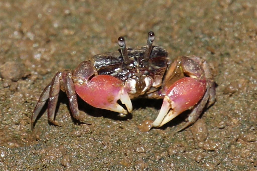 Semaphore Crab from Bli Bli QLD 4560, Australia on May 22, 2023 at 12: ...