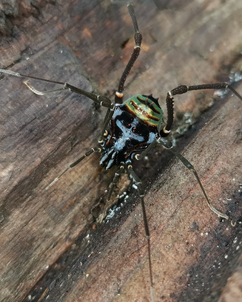 Sadocus asperatus from Carahue, Araucanía, Chile on May 20, 2023 at 11: ...