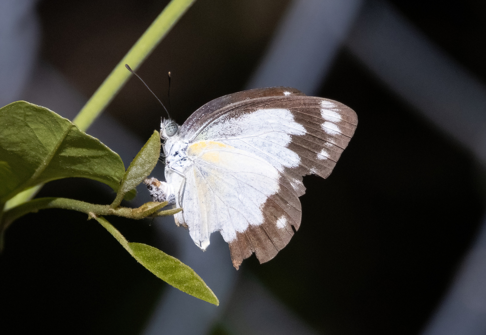 Cepora perimale (Donovan, 1805)