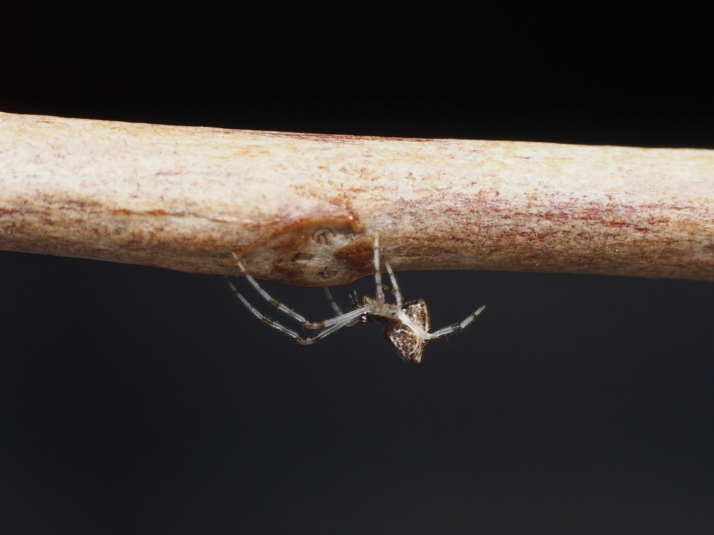 Cryptachaea meraukensis from North Island, Kaeo, Northland, NZ on ...