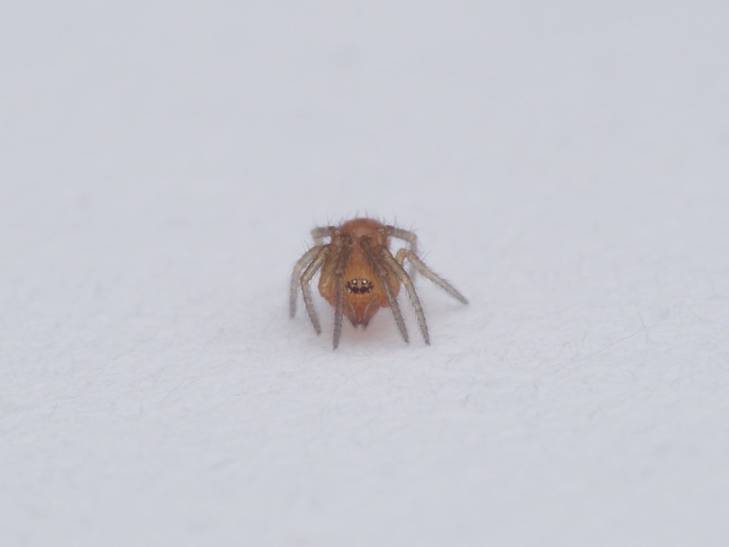 Typical Spiders from North Island, Kaeo, Northland, NZ on February 1 ...