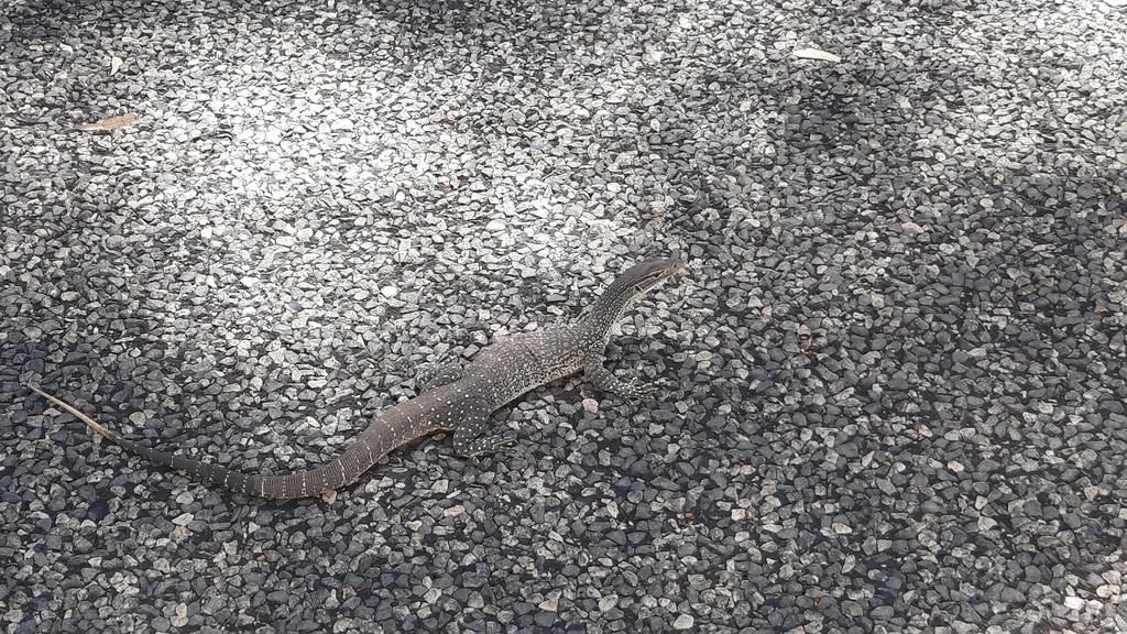 Sand Goanna from Dale WA 6304, Australia on December 12, 2022 at 02:05 ...