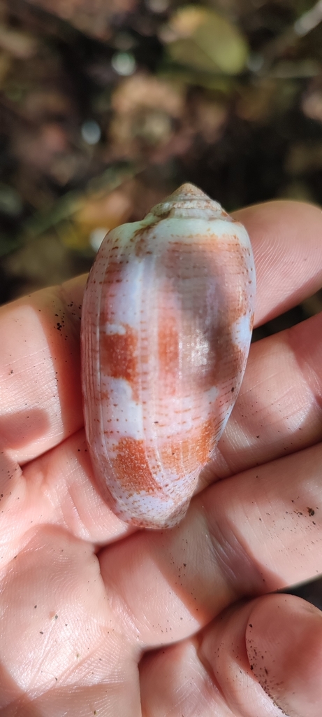 Conus from British Indian Ocean Territory on May 22, 2023 at 09:40 AM ...