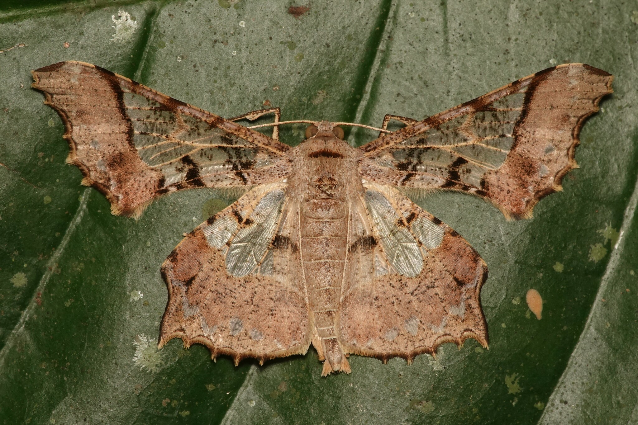 Krananda semihyalina Moore, 1868