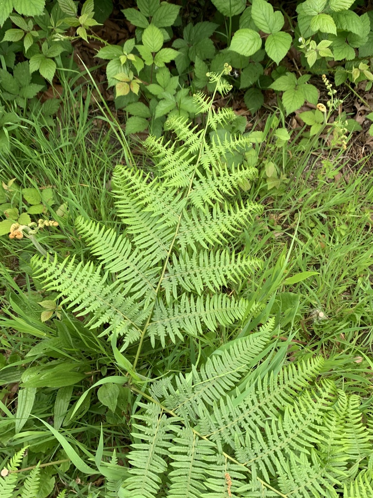common bracken from Brockwell Park Row, London, England, GB on May 22 ...