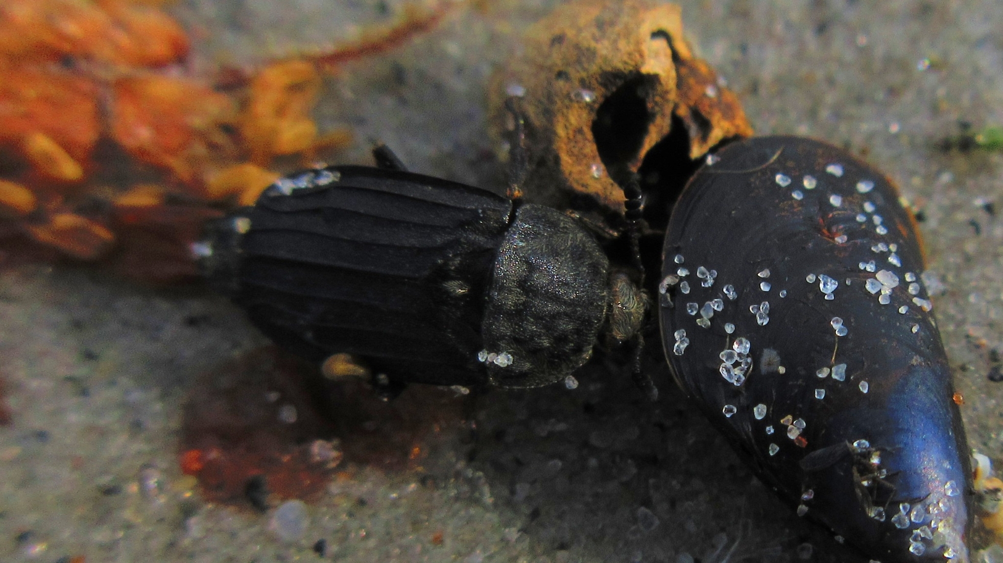 Thanatophilus sinuatus (Fabricius, 1775)