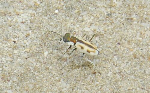 Hypaetha copulata · iNaturalist