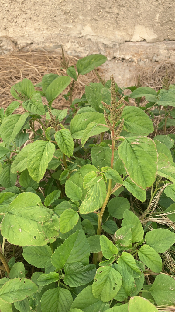 green amaranth from Tel Aviv-Yafo on May 21, 2023 at 06:19 PM by kai ...