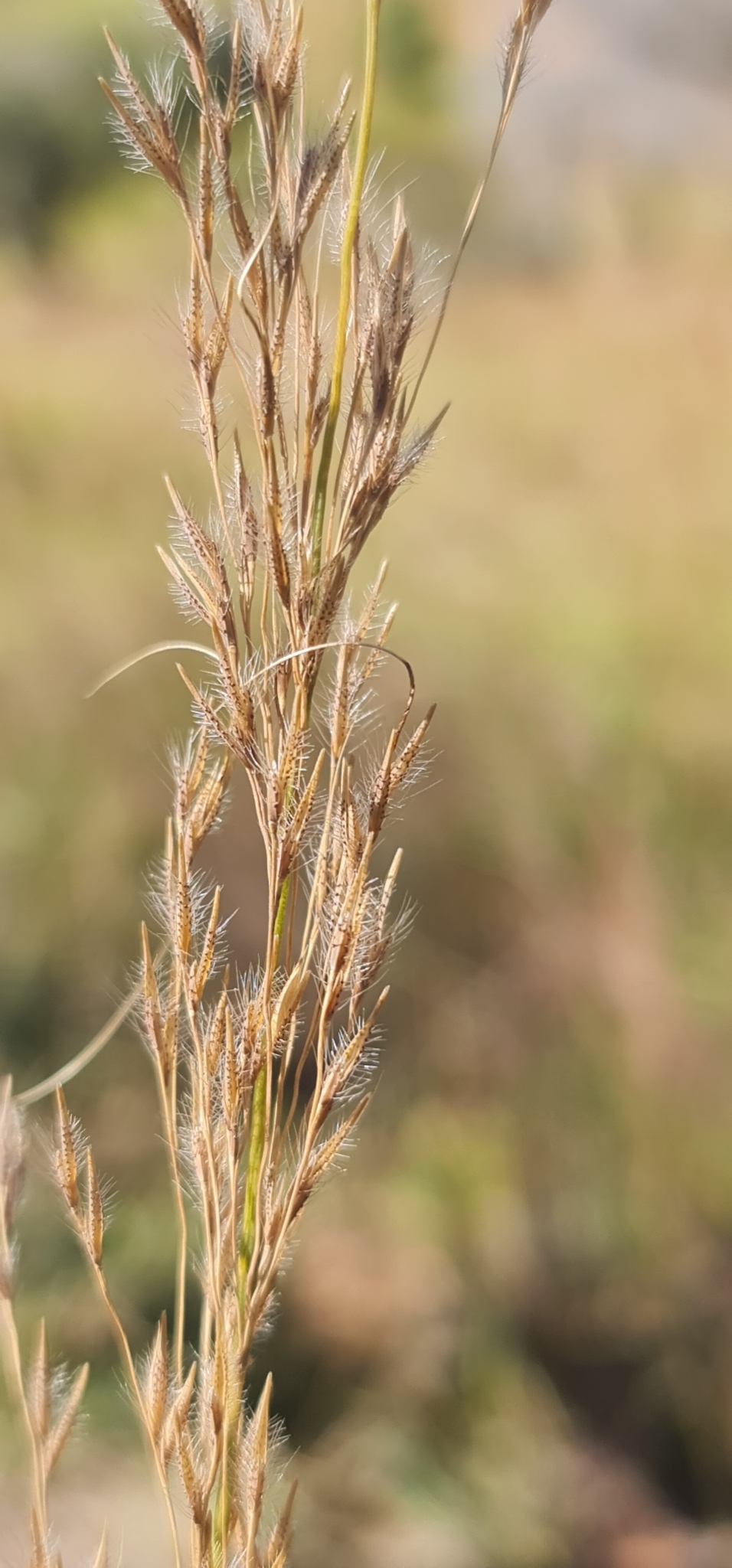 Loudetia simplex (Nees) C.E.Hubb.