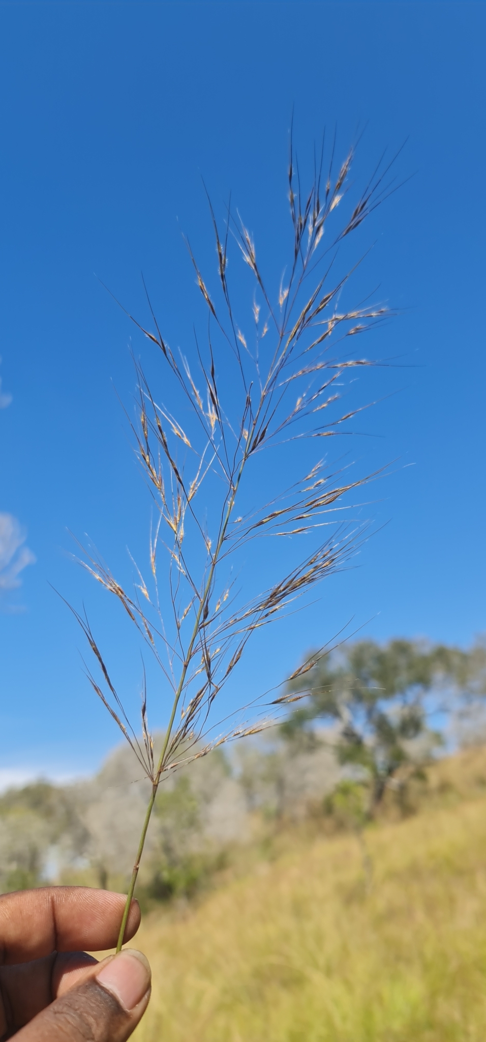 Loudetia simplex (Nees) C.E.Hubb.