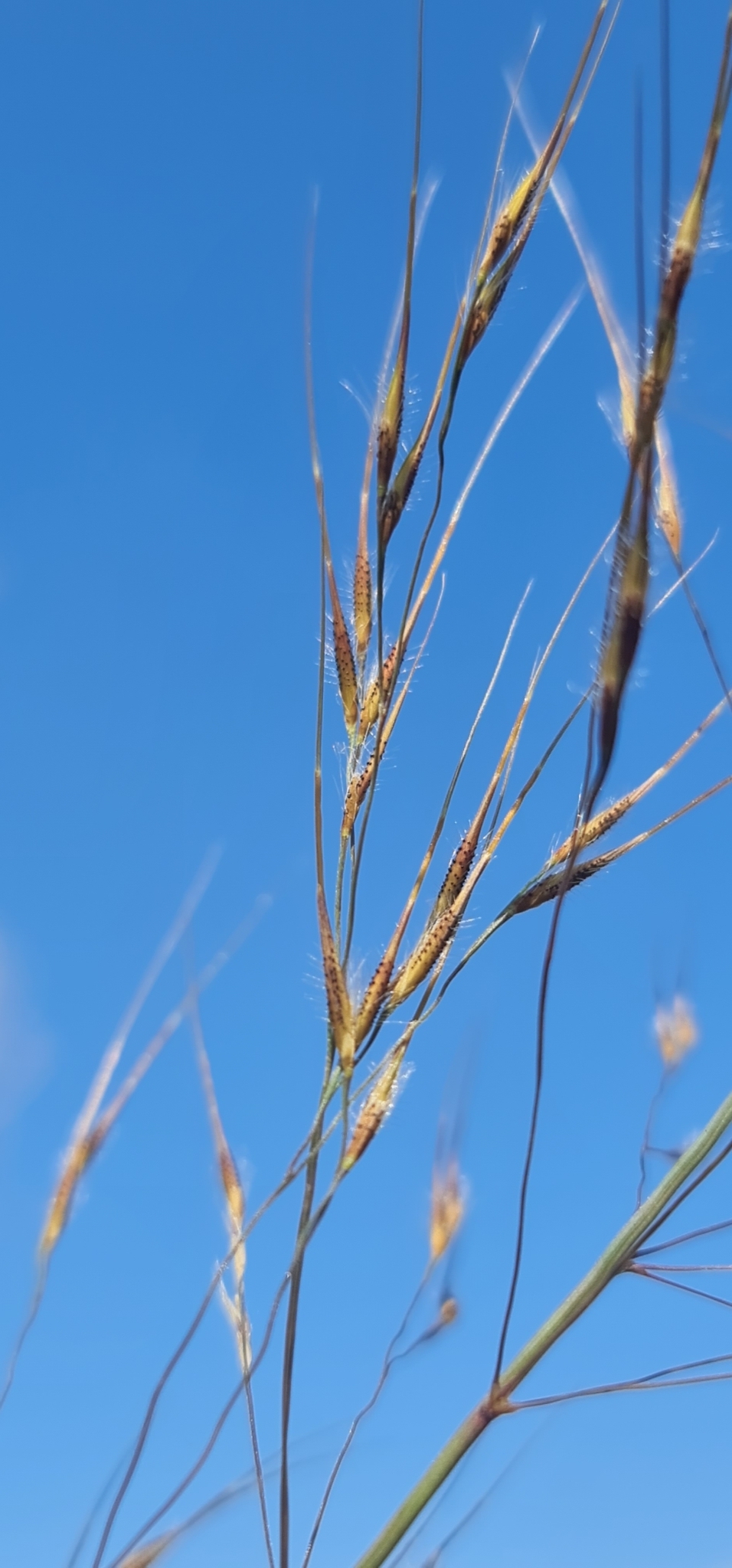 Loudetia simplex (Nees) C.E.Hubb.