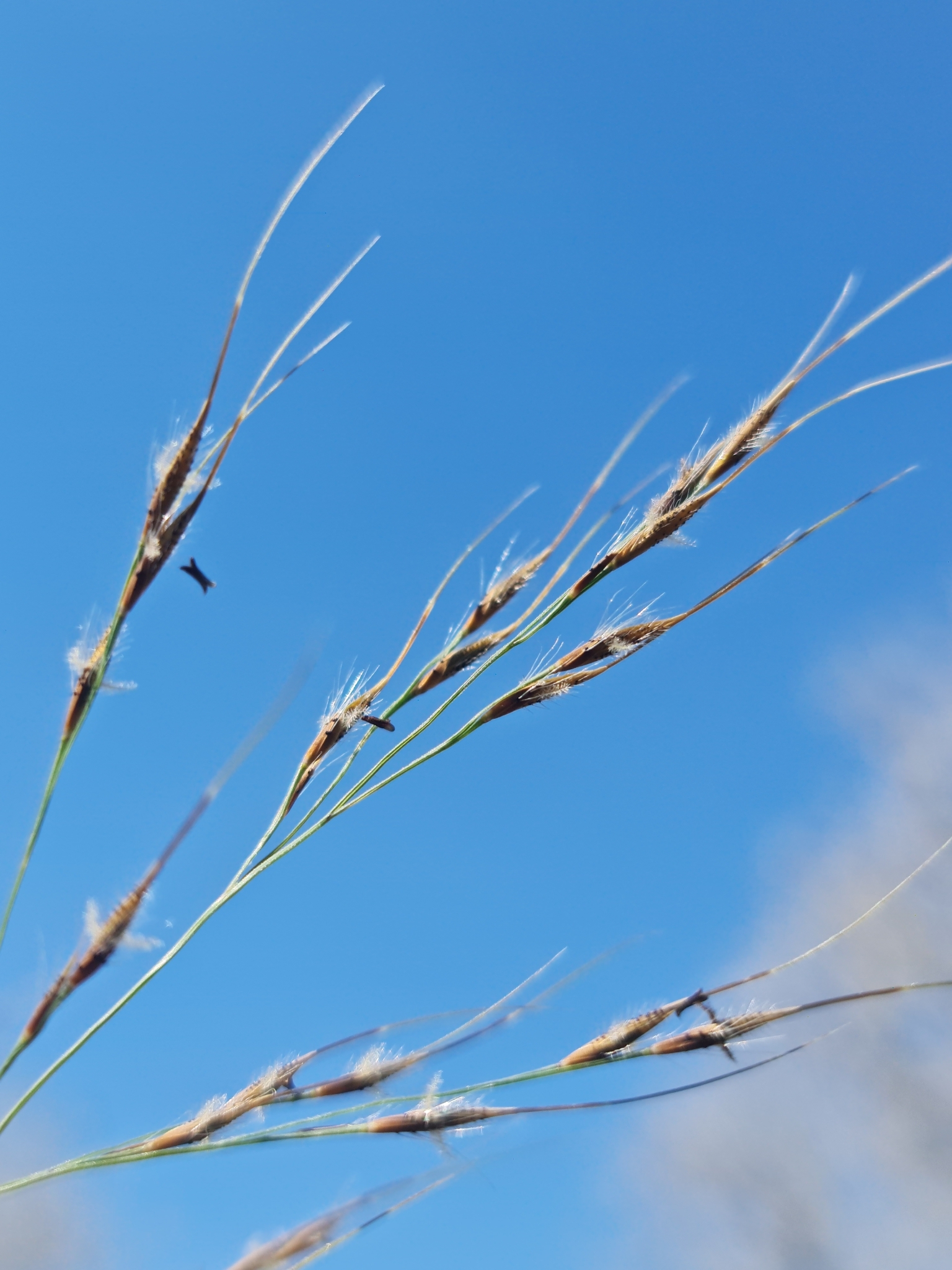 Loudetia simplex (Nees) C.E.Hubb.