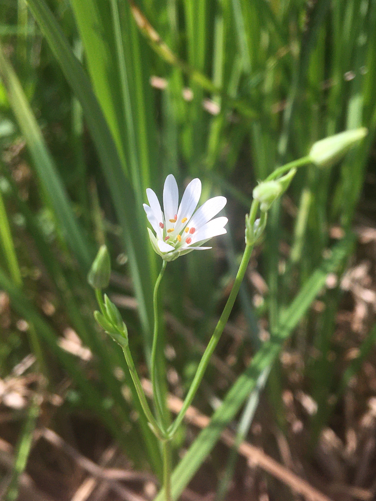 Stellaria palustris (Murray ex Ehrh.) Hoffm.