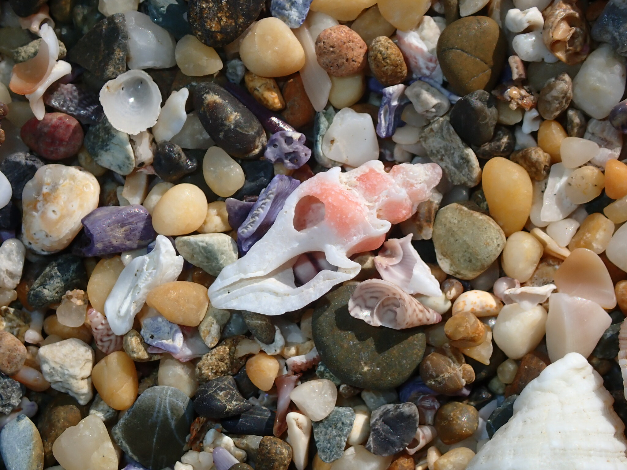 Prototyphis Ponder, 1972