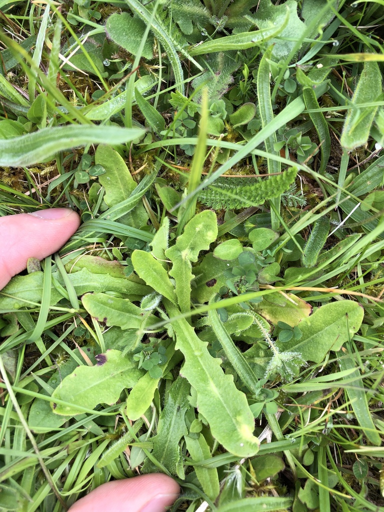 hawkbit from Somerset, England, GB on May 19, 2023 at 10:39 AM by Rory ...