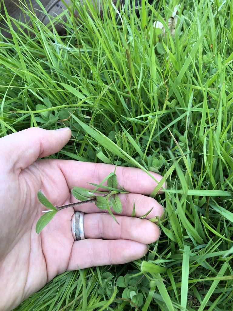 Mouse-ear Chickweeds from Somerset, England, GB on May 19, 2023 at 11: ...