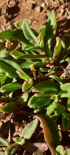 Observations by vats · iNaturalist