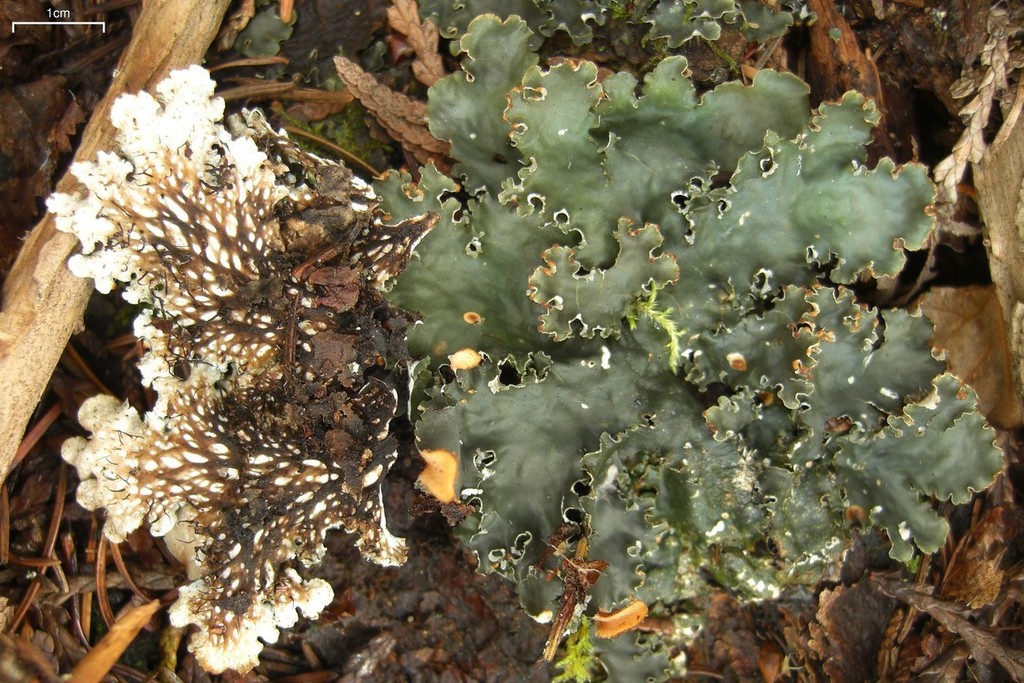 Peltigera polydactyla (Lichens of Pukaskwa National Park | Les lichens ...