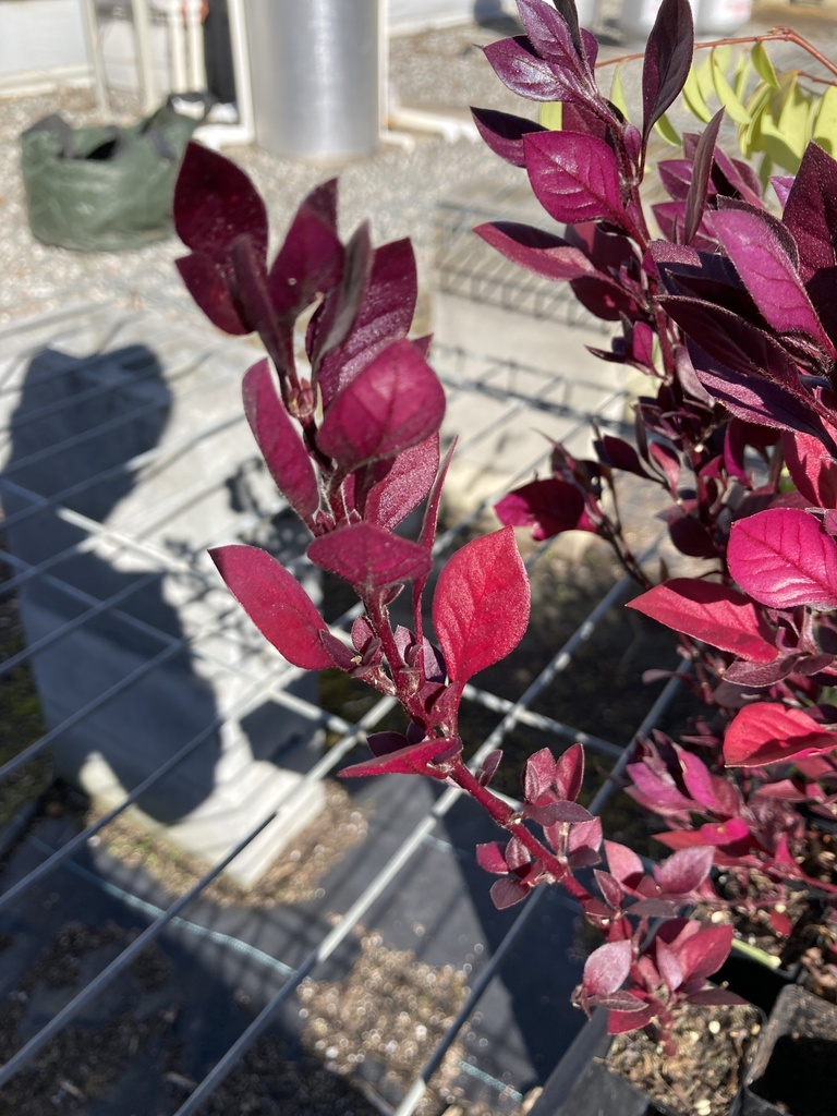 Ruby Leaf from Hollywood Dr, Lansvale, NSW, AU on May 22, 2023 at 10:50 ...